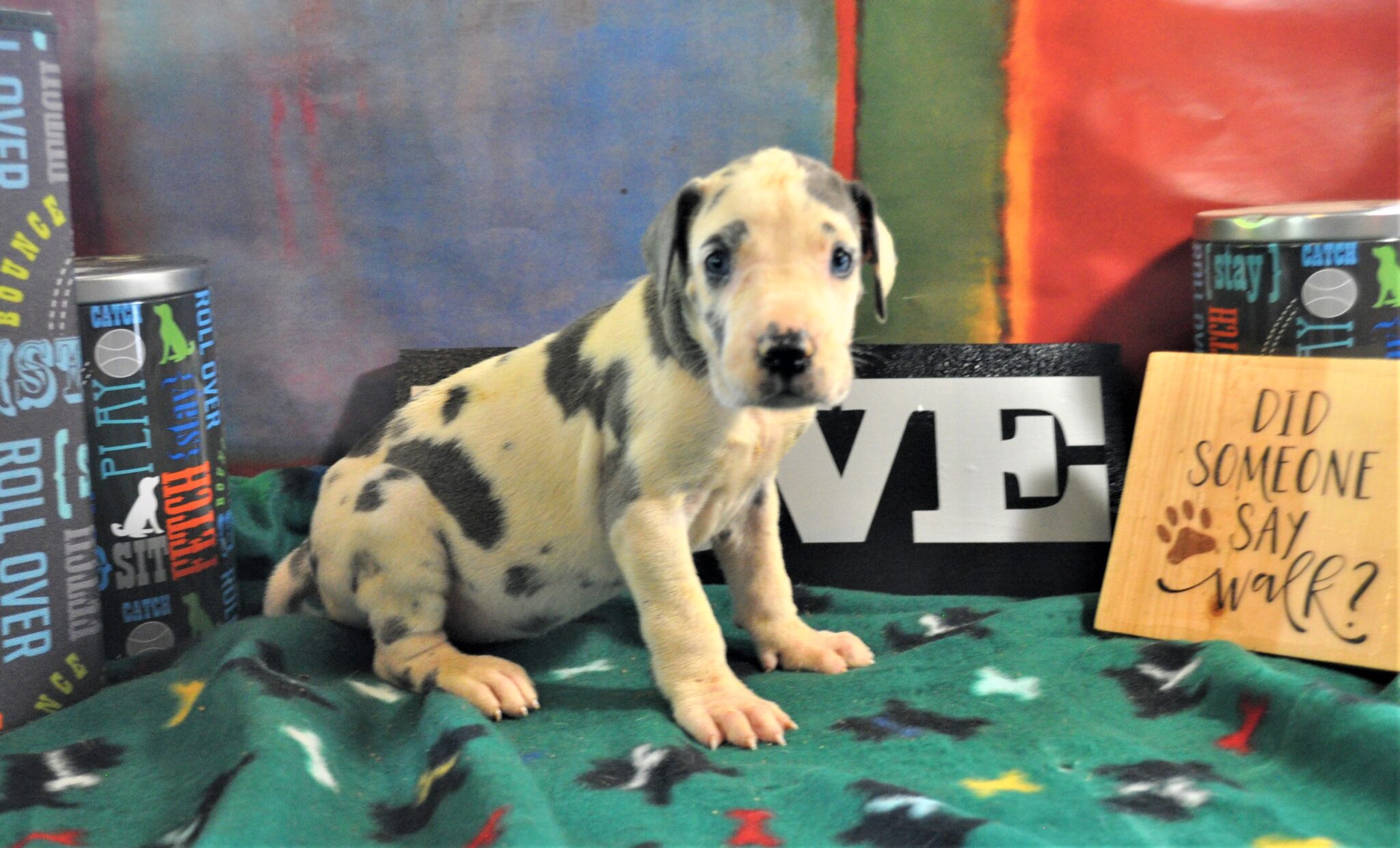 Our Females – Great Danes of Burns